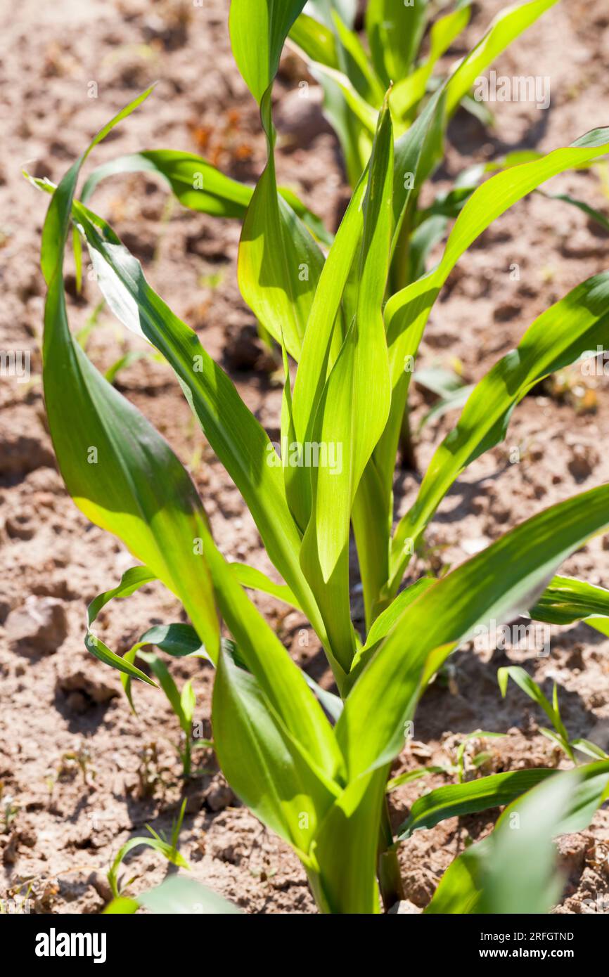 green young corn in an agricultural field, a field where green sprouts ...