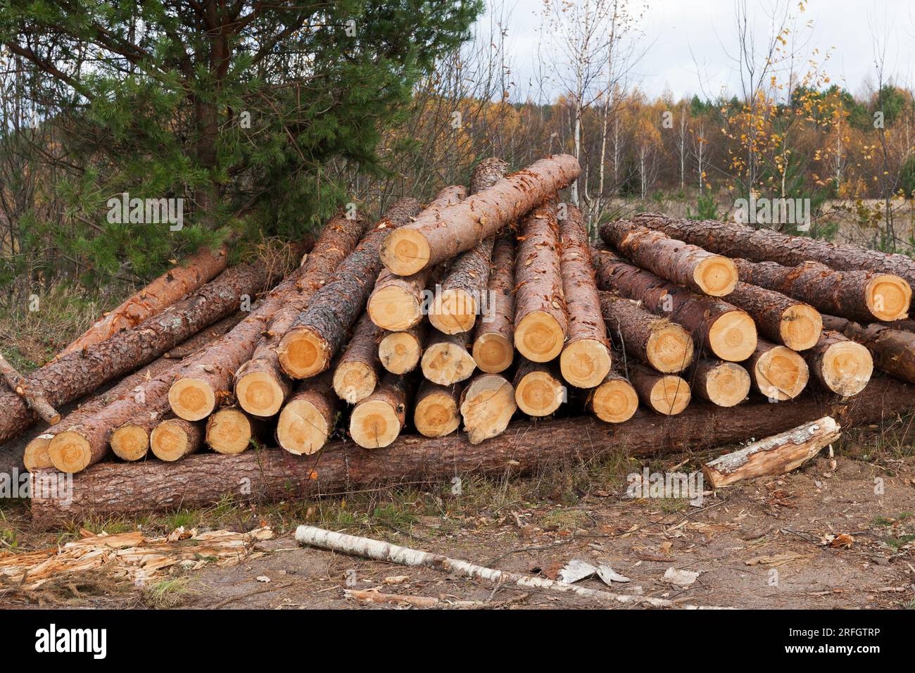harvesting pine wood for the production of boards and other lumber from ...