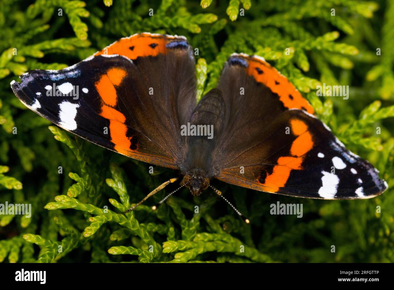 Red Admiral Butterfly Vanessa Atalanta Stock Photo - Alamy