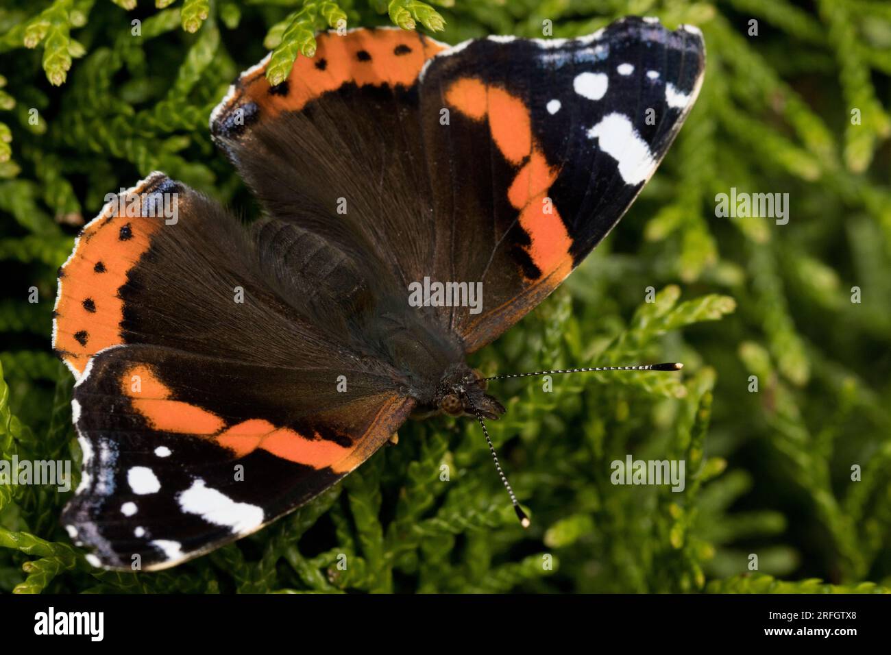 Red Admiral Butterfly Vanessa Atlanta Stock Photo - Alamy
