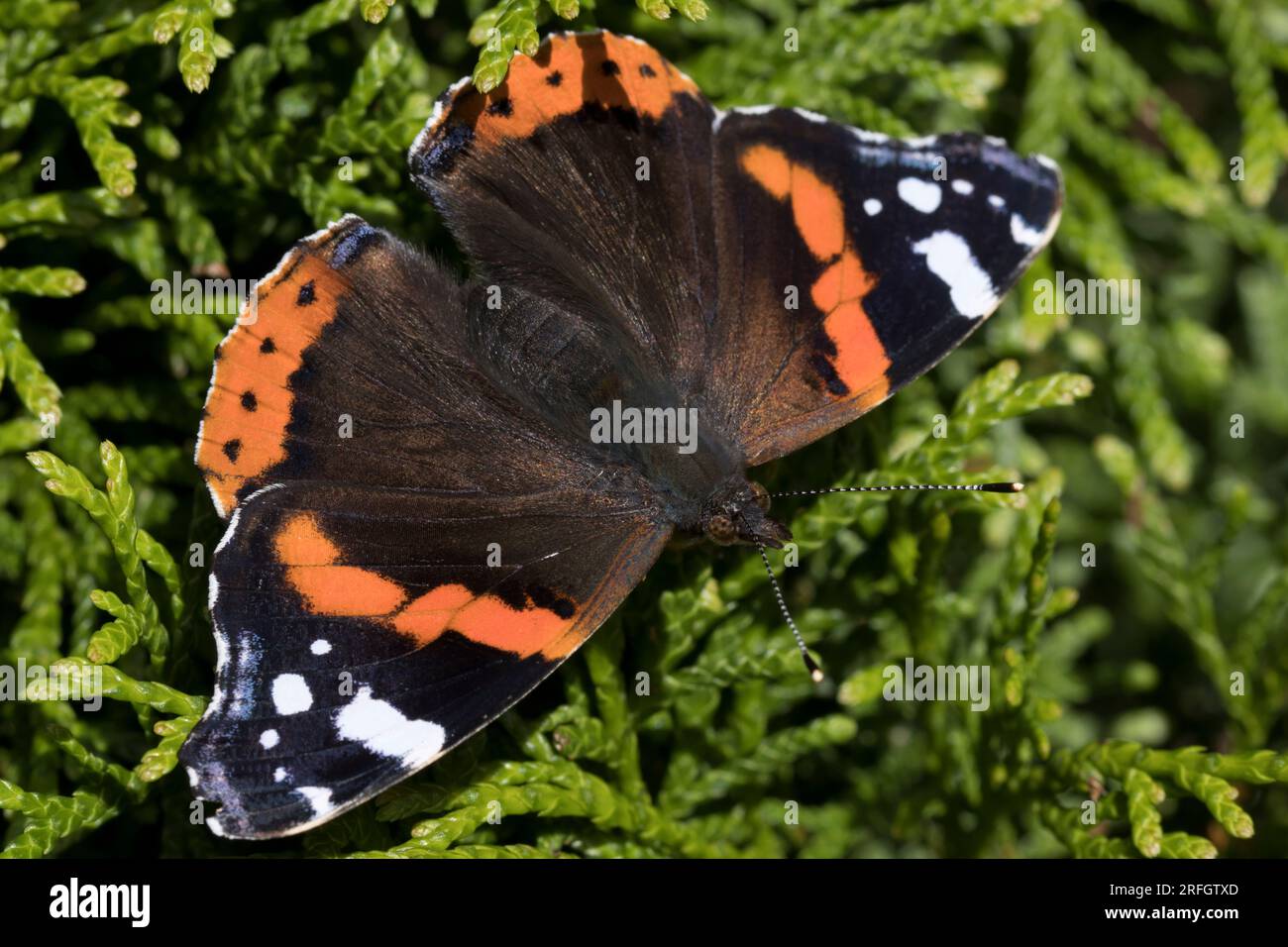 Vanessa atlanta hi-res stock photography and images - Alamy