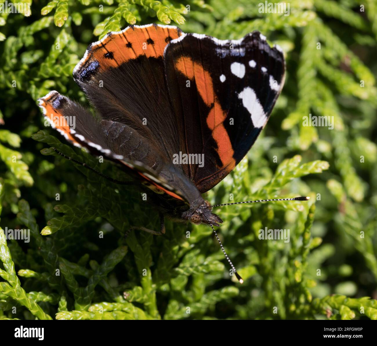 Vanessa atlanta hi-res stock photography and images - Alamy
