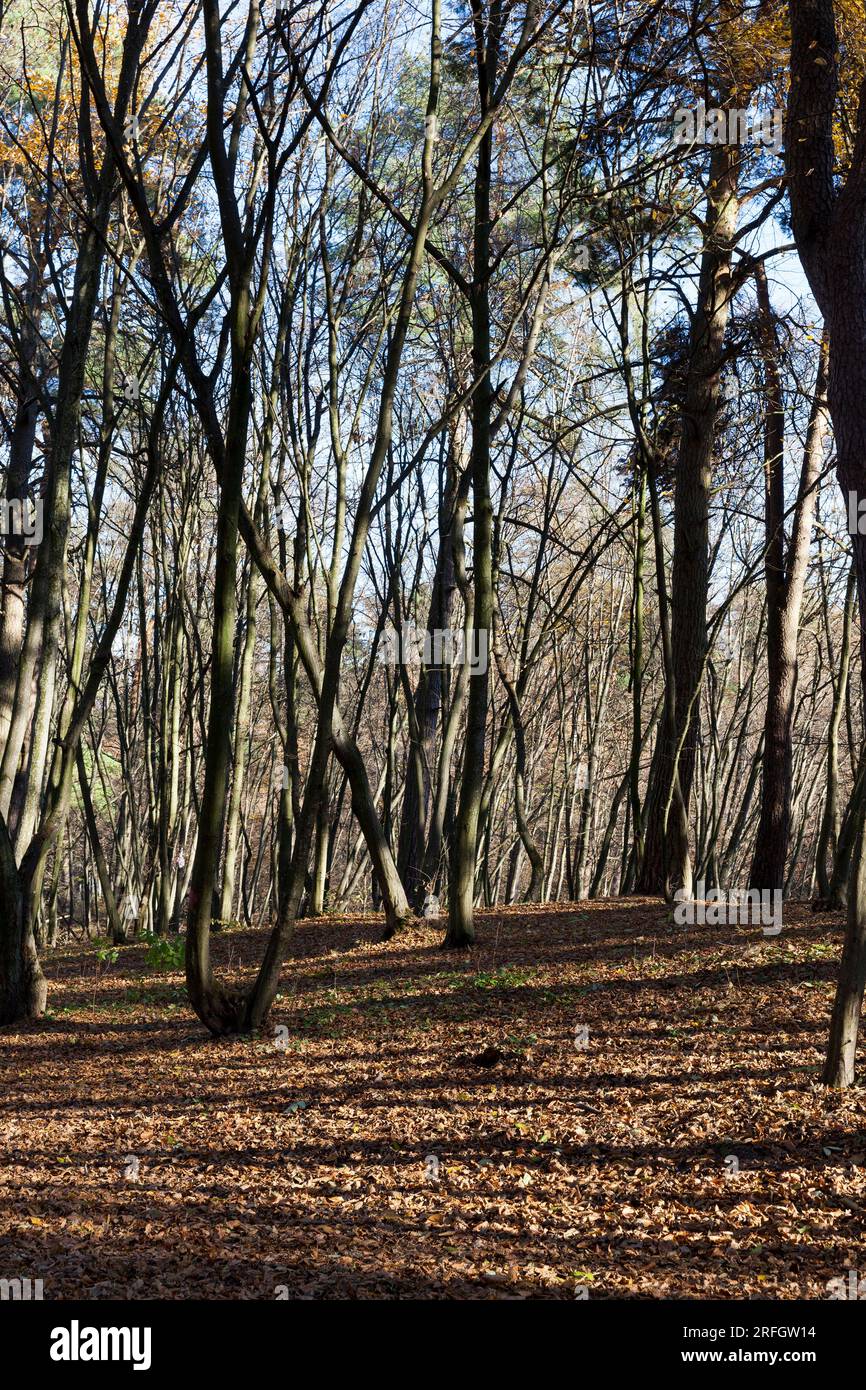 deciduous trees in the autumn season during leaf fall, mixed forest ...