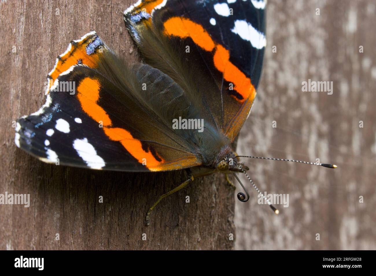 Red Admiral Butterfly Vanessa Atlanta Coiled Proboscis Stock Photo - Alamy