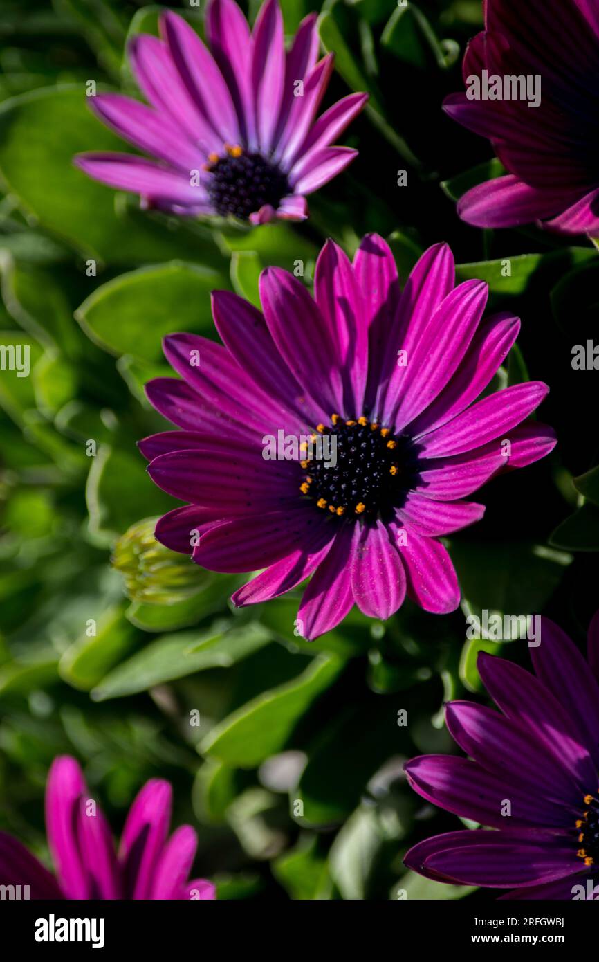 Closeup african daisy dimorphotheca hi-res stock photography and images ...