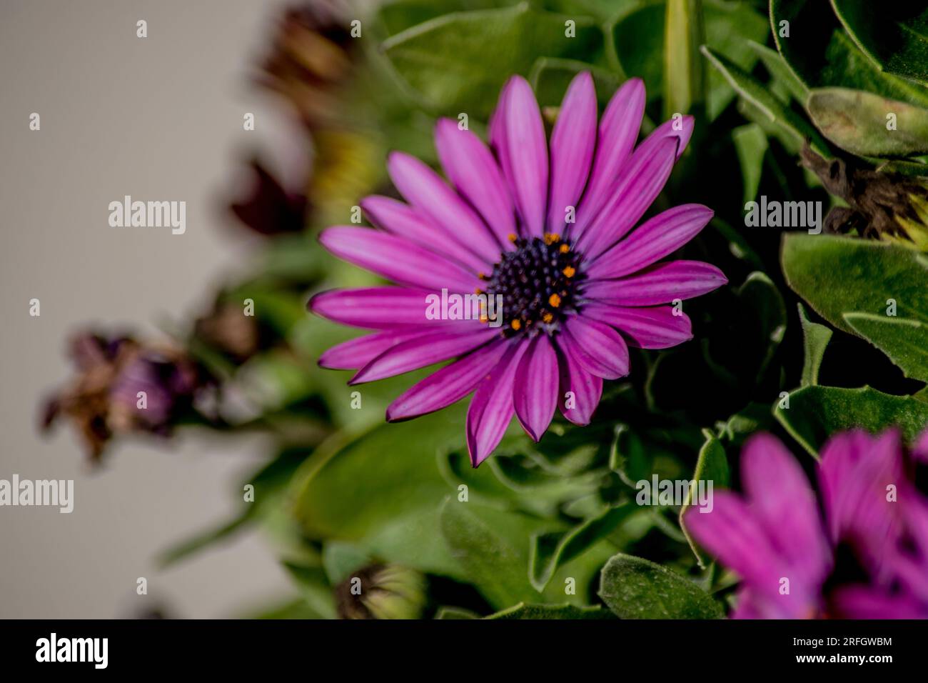 Closeup african daisy dimorphotheca hi-res stock photography and images ...