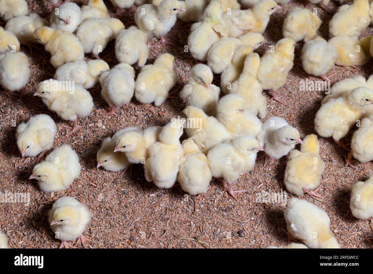 raising chickens in a poultry farm, a large number of chickens in a ...
