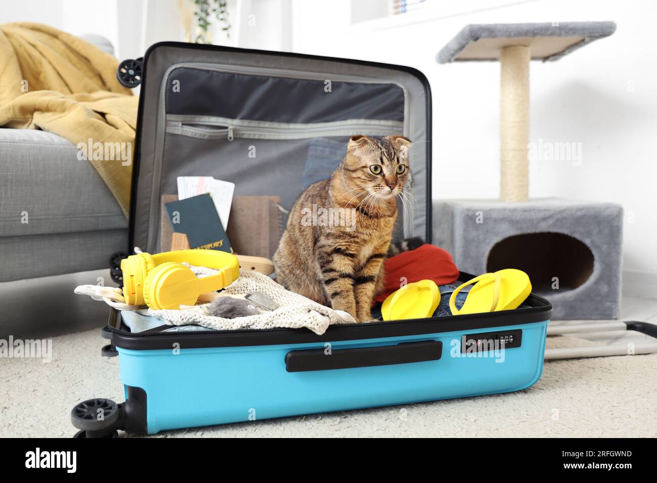 Scottish fold cat in suitcase at home Stock Photo - Alamy