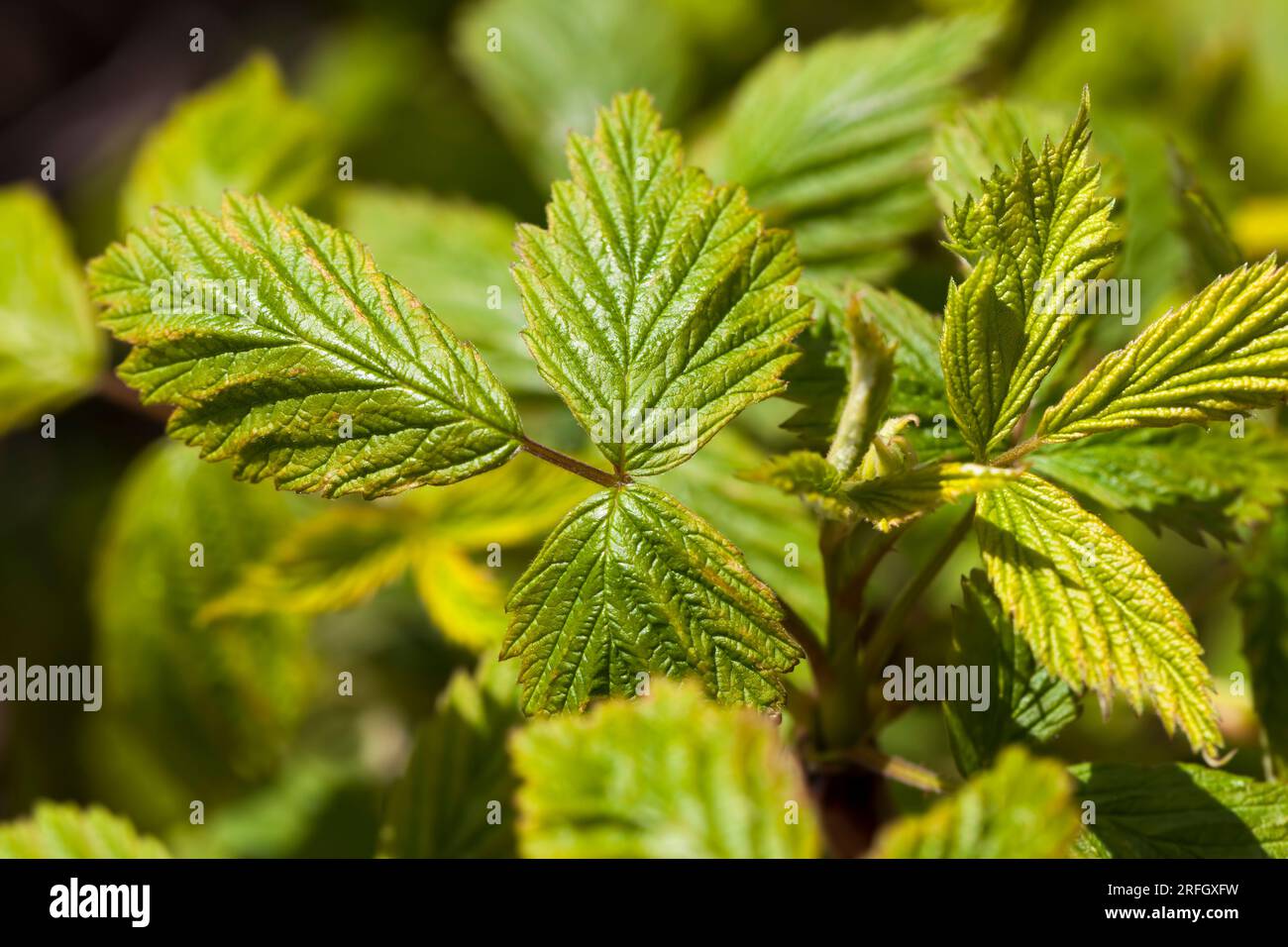 green leaves of raspberry bushes in the spring season, raspberries ...
