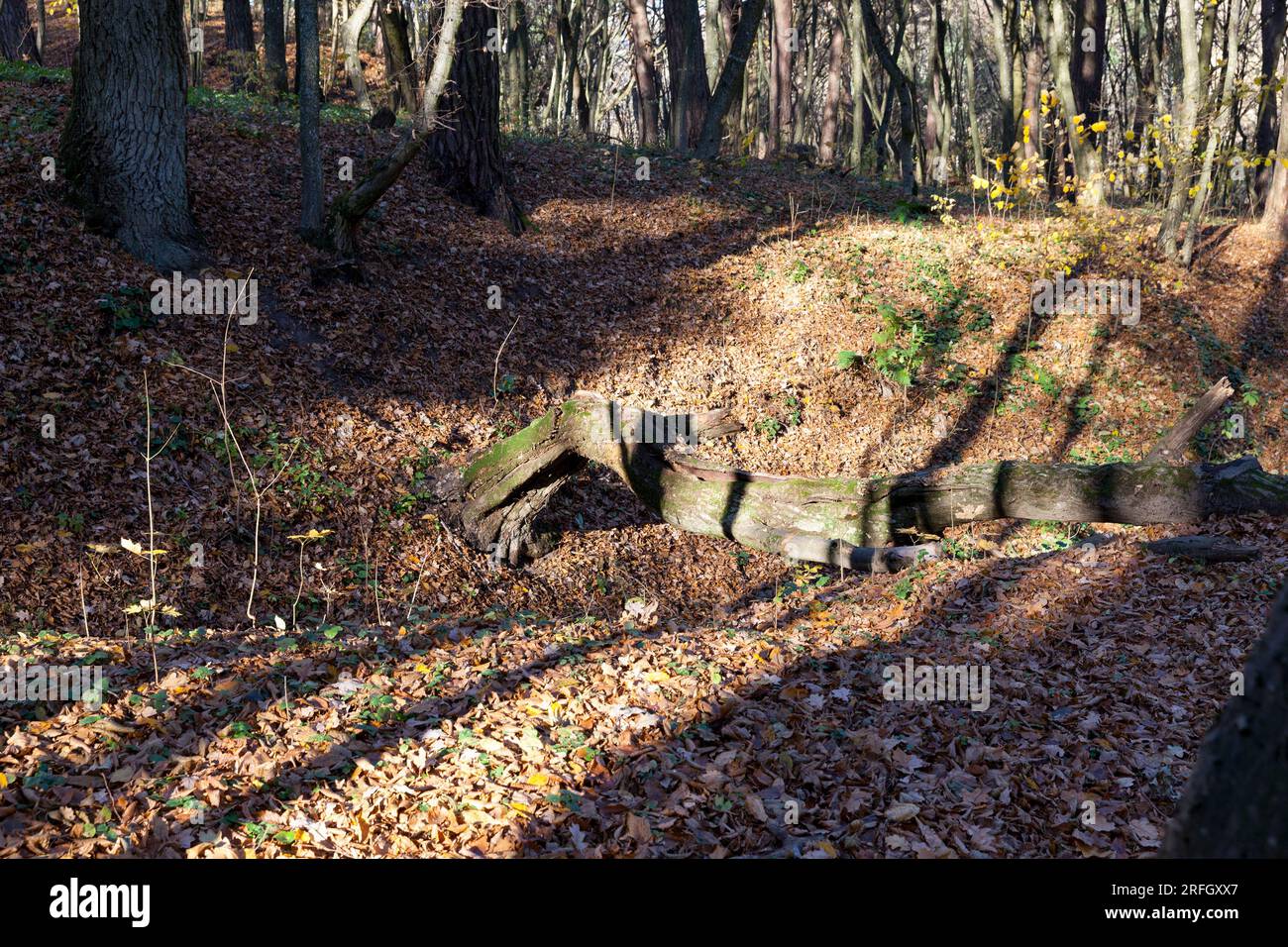 deciduous trees in the autumn season during leaf fall, mixed forest ...