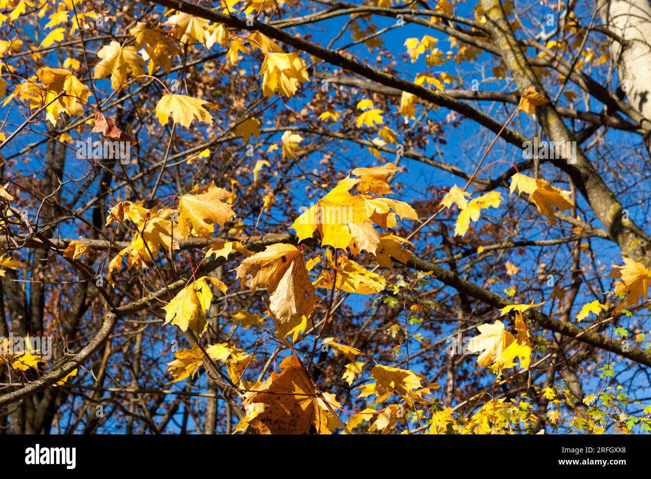 deciduous trees in the autumn season during leaf fall, mixed forest ...