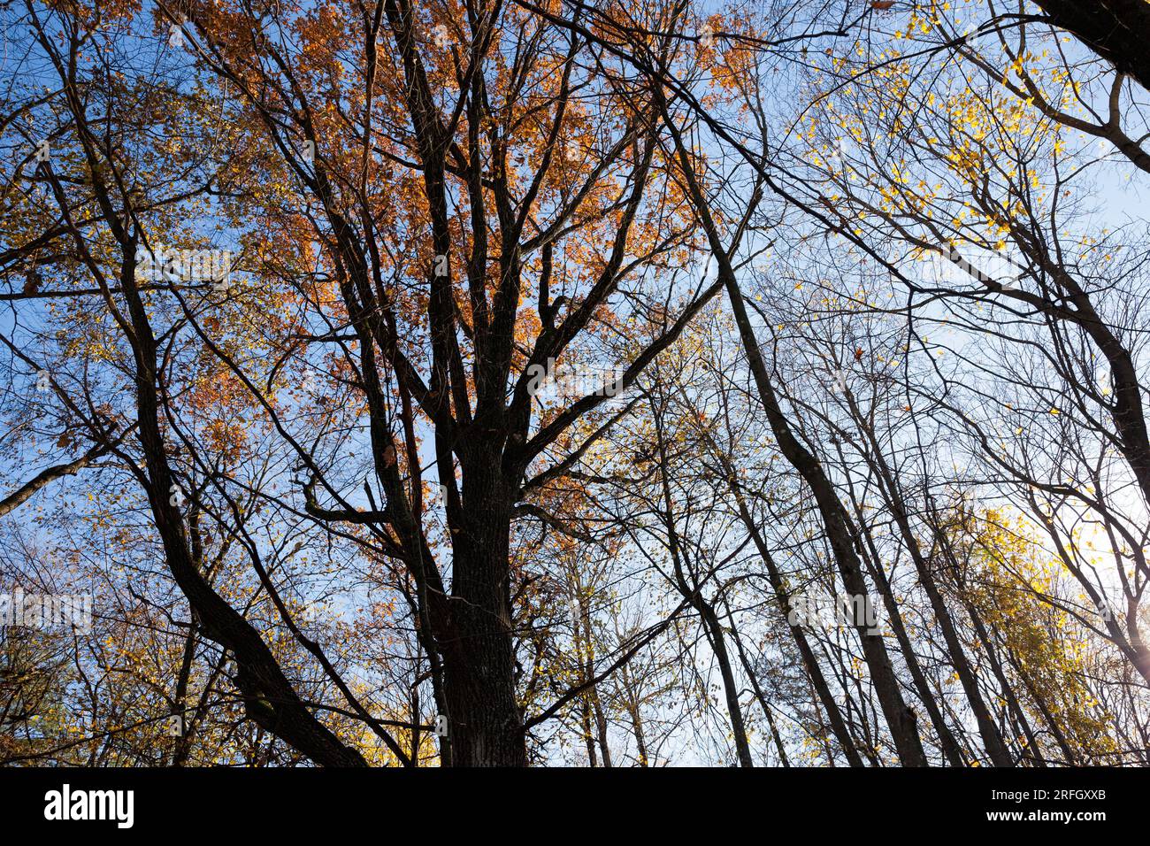 deciduous trees in the autumn season during leaf fall, mixed forest ...