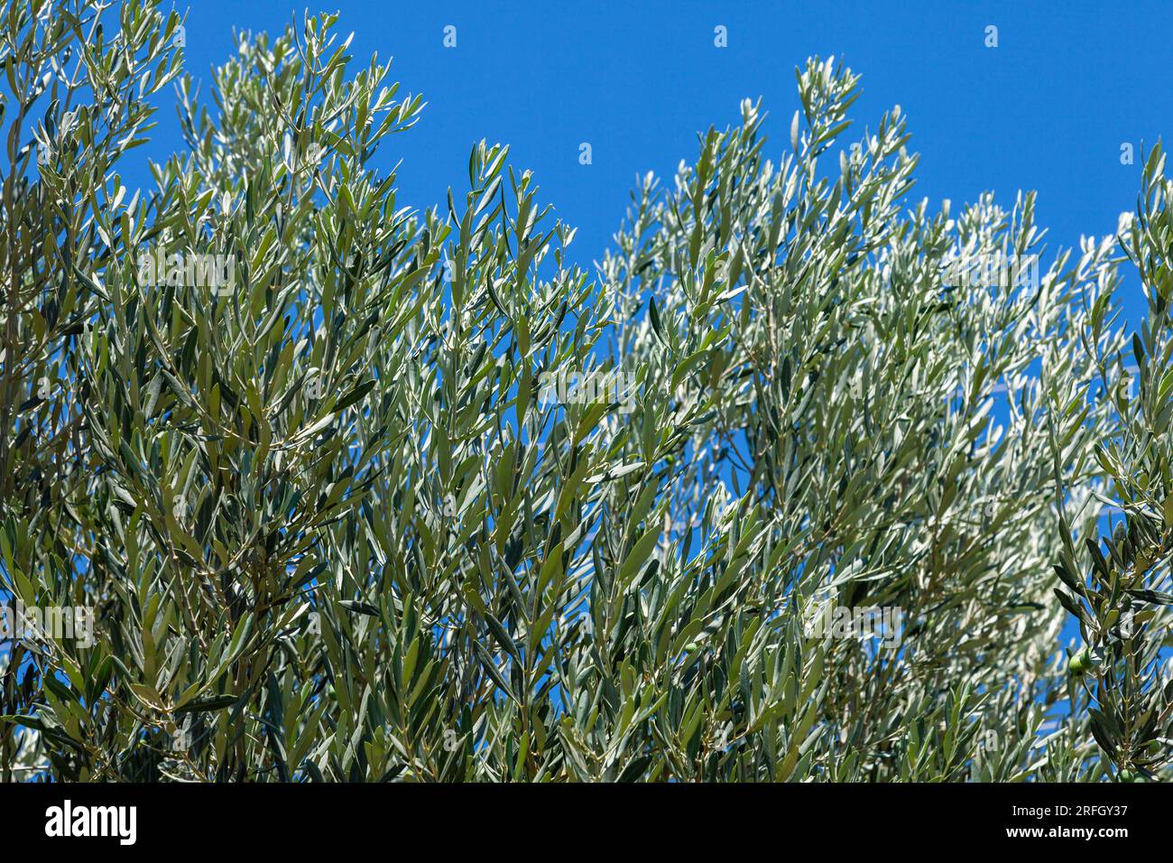 Background of olive tree leaves. Olive tree and blue sky Stock Photo ...