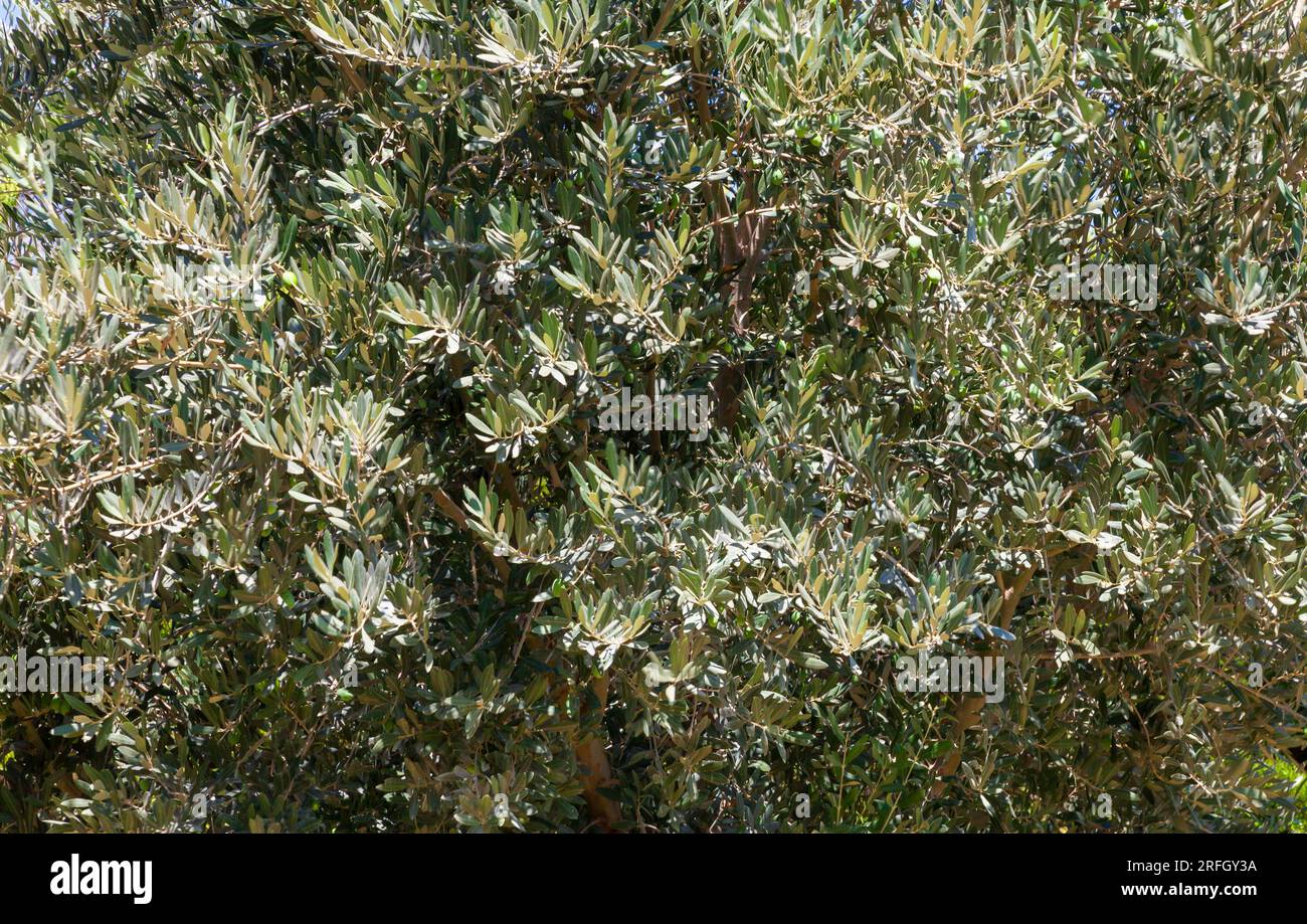 Background of olive tree leaves. Olive tree close-up Stock Photo - Alamy