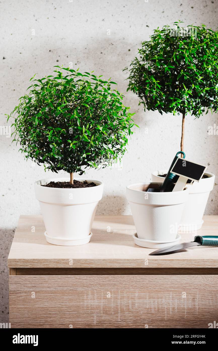 Potted myrtle tree. Planting myrtles, home floriculture Stock Photo - Alamy