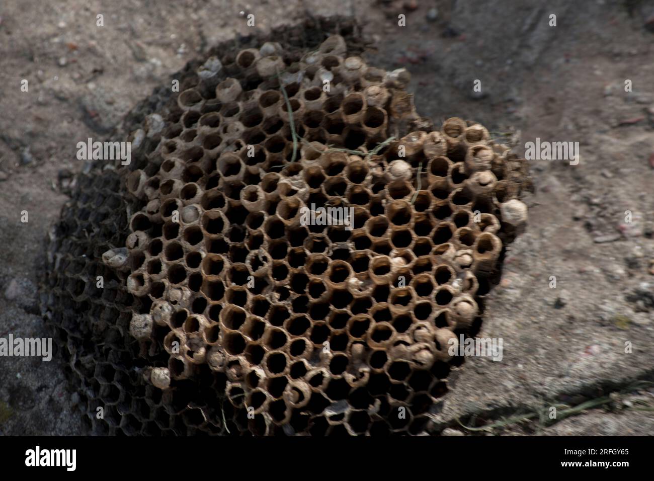 Larvae colony structure hi-res stock photography and images - Alamy