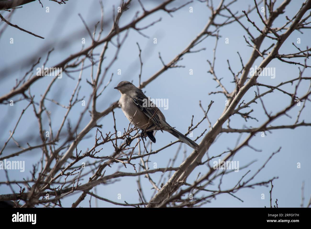 Mockingbird mocking bird hi-res stock photography and images - Alamy