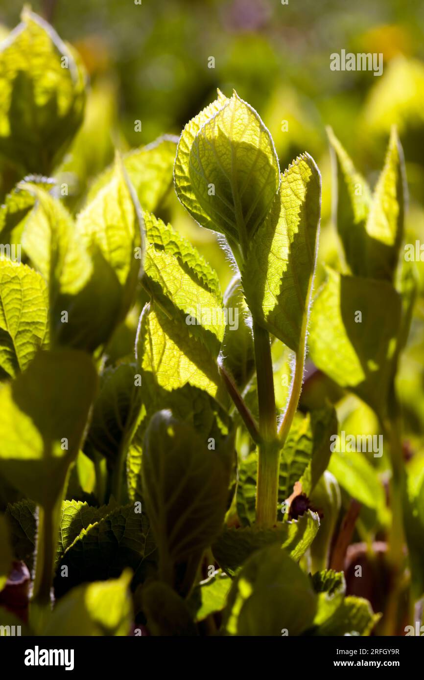 new foliage on the shrubs in spring, the sun shines through the young ...