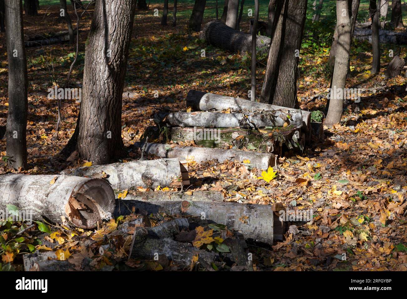 wood harvesting in the forest, felled and sawn trees that are used for ...