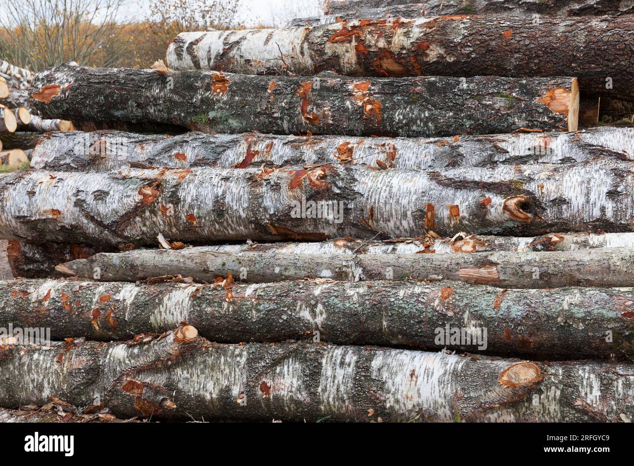 wood harvesting in the forest, felled and sawn trees that are used for ...