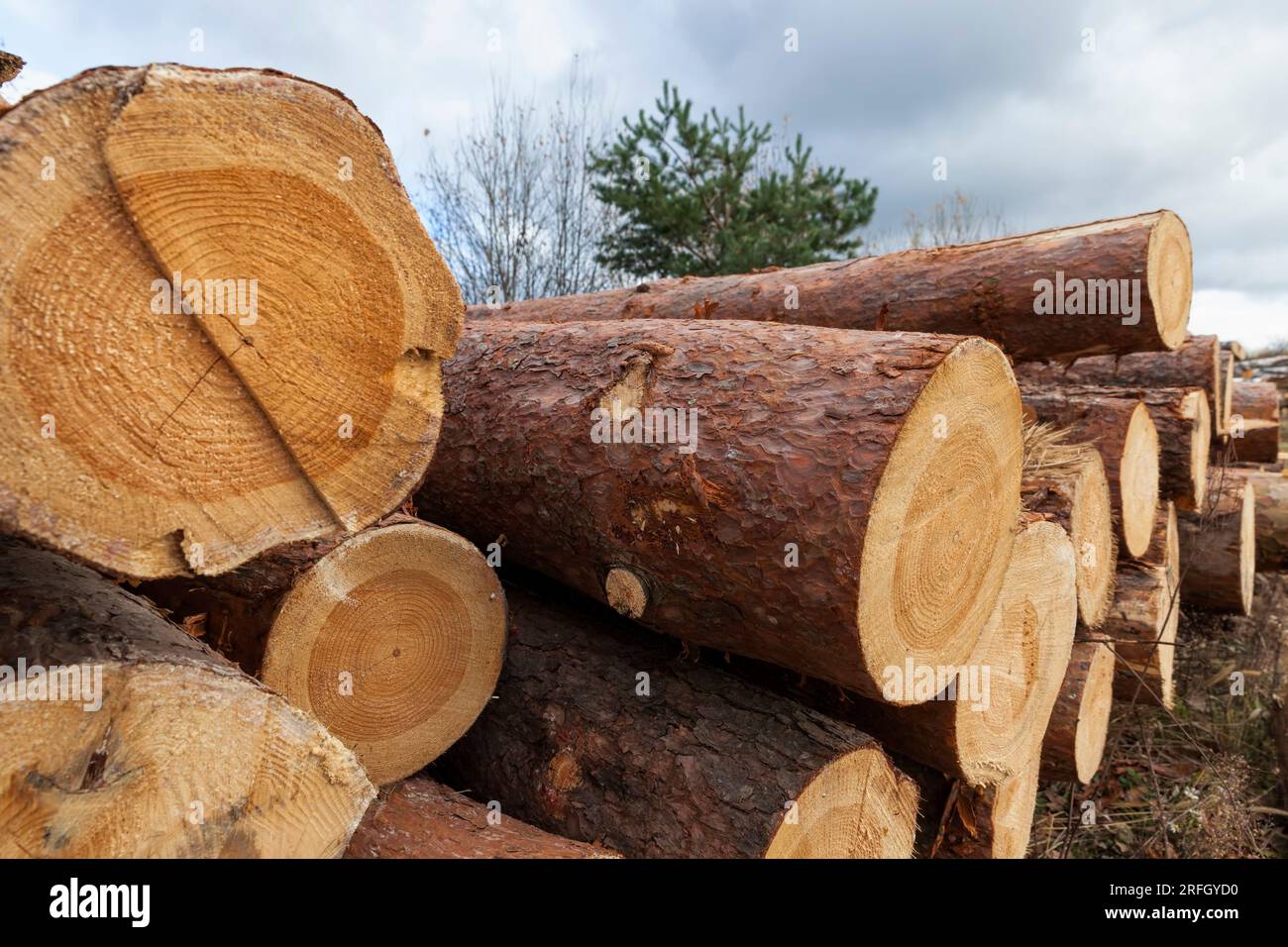 wood harvesting in the forest, felled and sawn trees that are used for ...