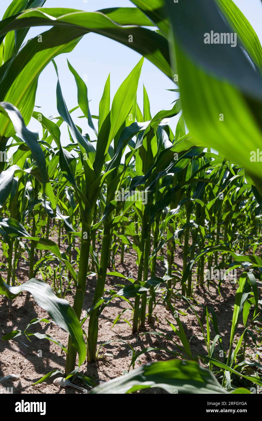 green young corn in an agricultural field, a field where green sprouts ...