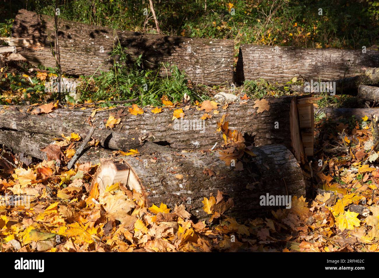 wood harvesting in the forest, felled and sawn trees that are used for ...