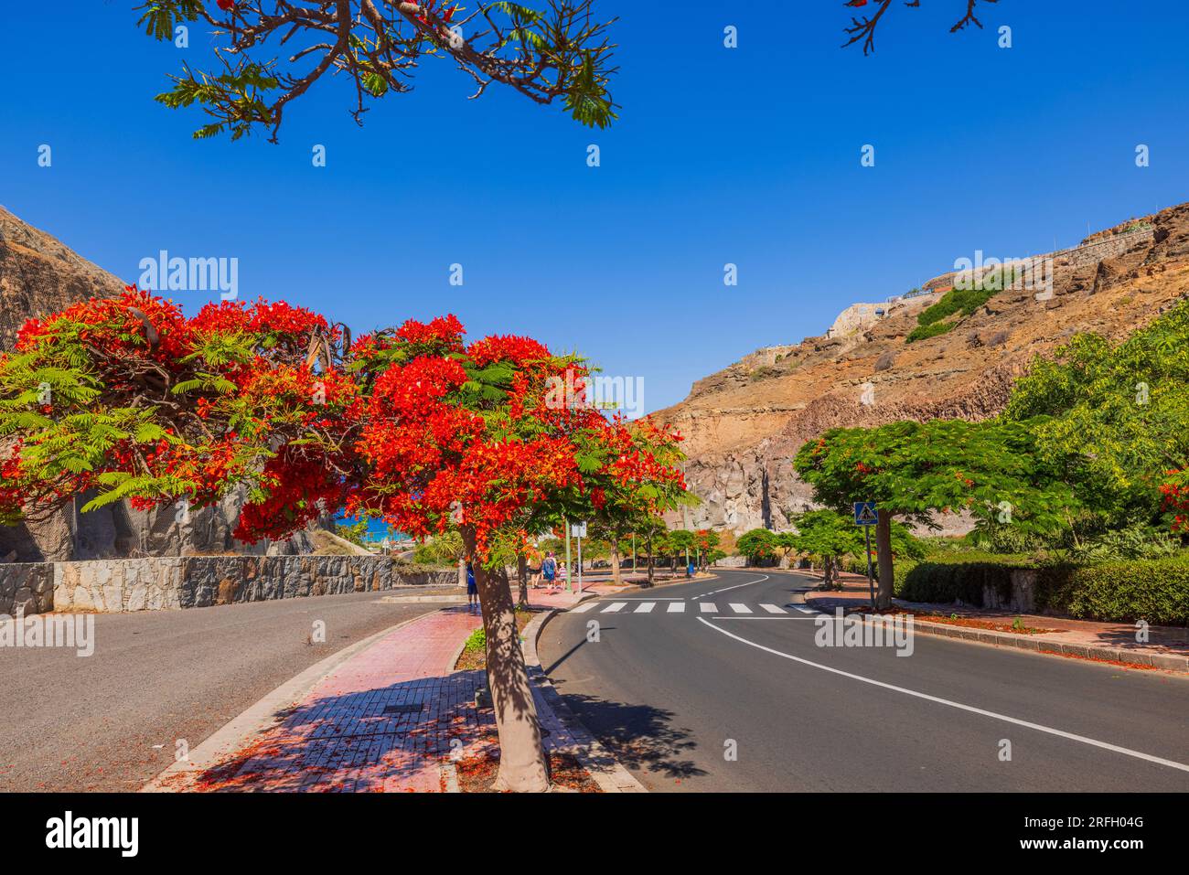 Flame trees in bloom hi-res stock photography and images - Alamy