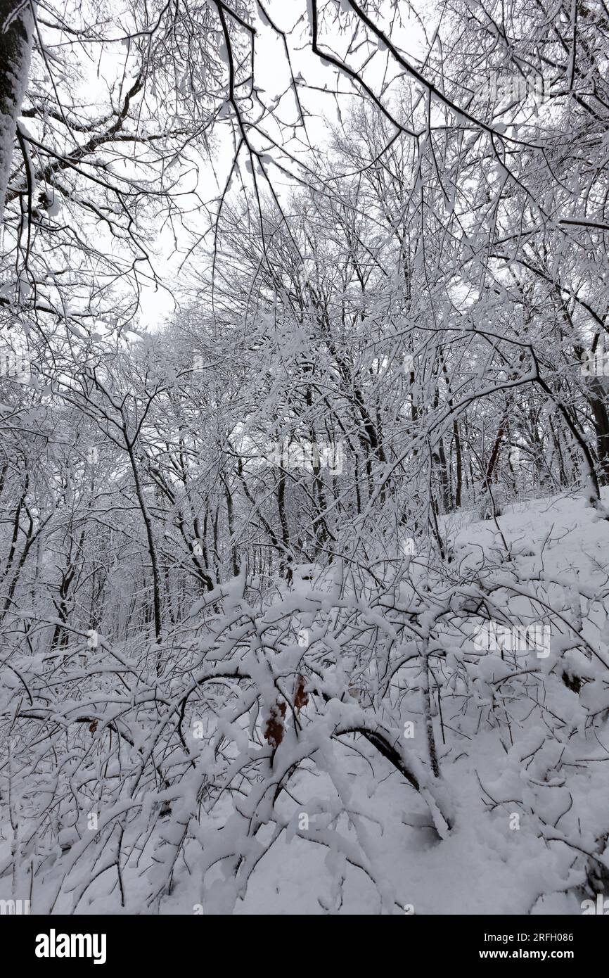 trees growing in the park covered with snow and ice, winter season in ...
