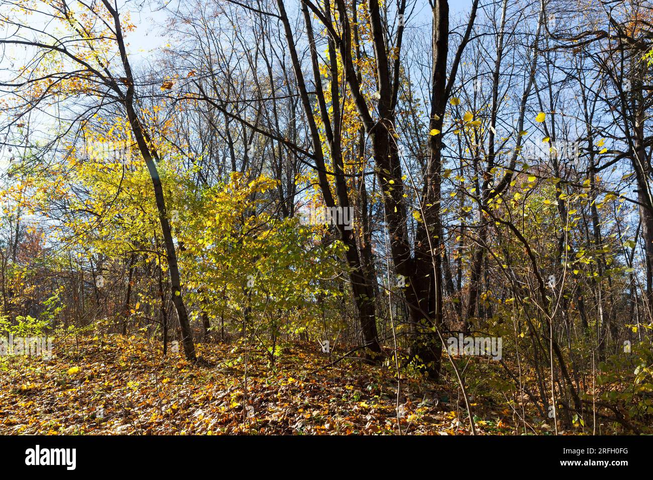 deciduous trees in the autumn season during leaf fall, mixed forest ...