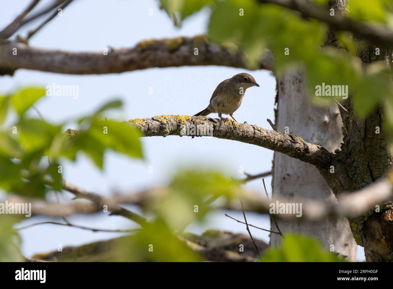 Bigarella hi-res stock photography and images - Alamy