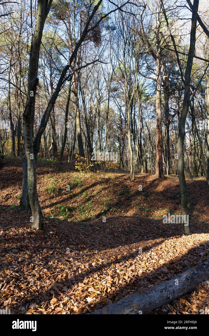 deciduous trees in the autumn season during leaf fall, mixed forest ...
