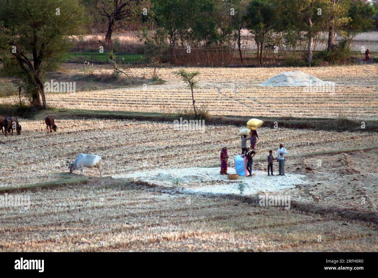 Cropping or crofting agriculture in India. Small private fields ...