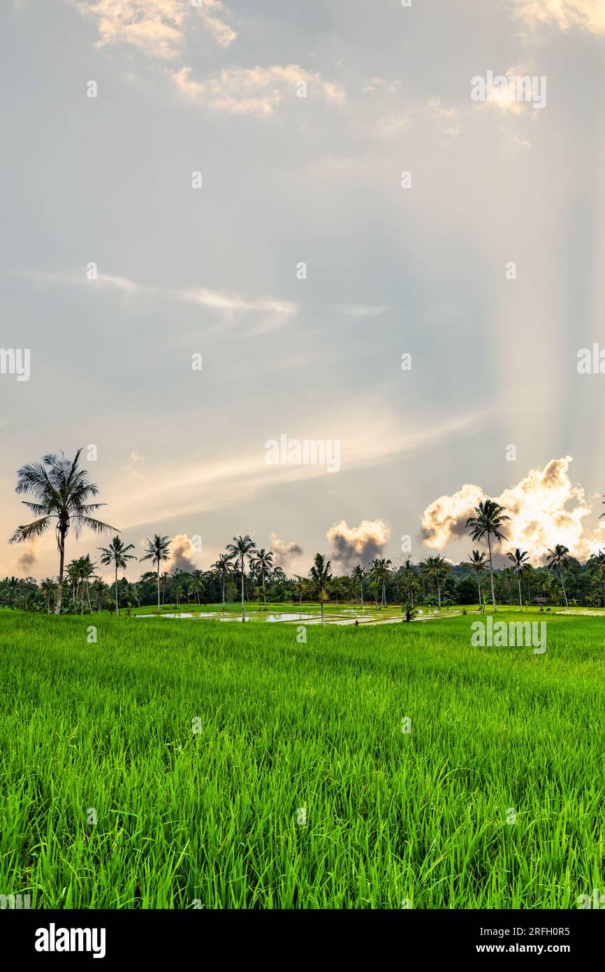 Rice paddy field landscape in Indonesia. Rice terrace agricultural land ...