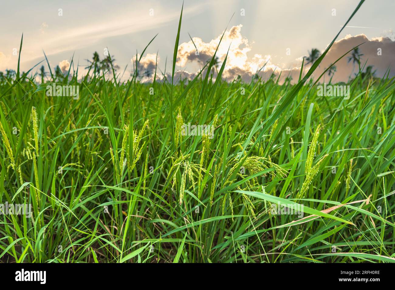 Rice paddy field, rice crop, close up in Indonesia. Rice terrace ...