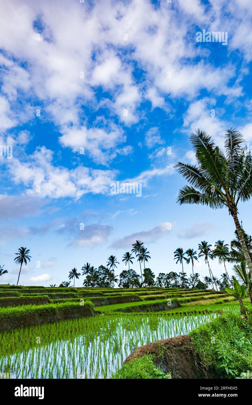 Rice paddy field landscape in Indonesia. Rice terrace agricultural land ...