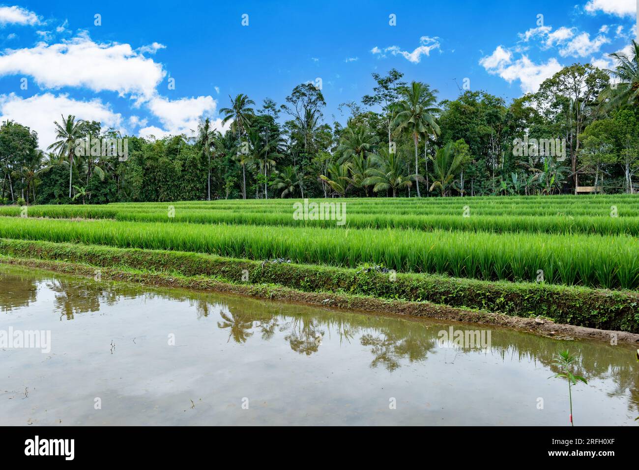 Rice paddy field landscape in Indonesia. Rice terrace agricultural land ...
