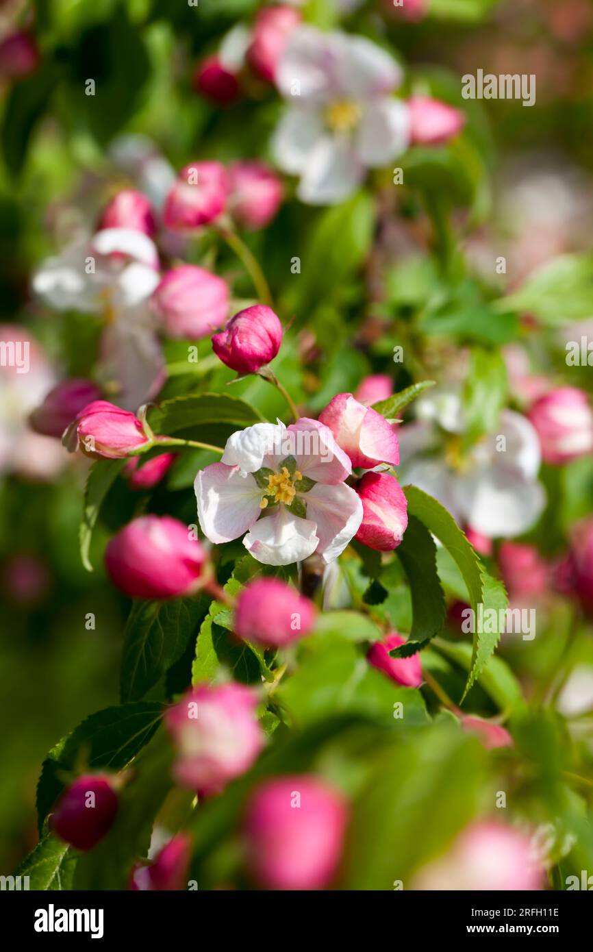 beautiful fruit tree blooming with red flowers, cherry blossoming with ...