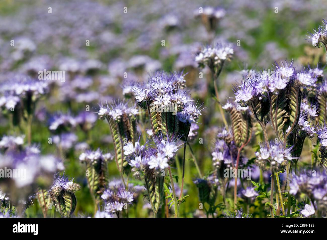 an agricultural field on which a crop of Phacelia of purple flowers ...
