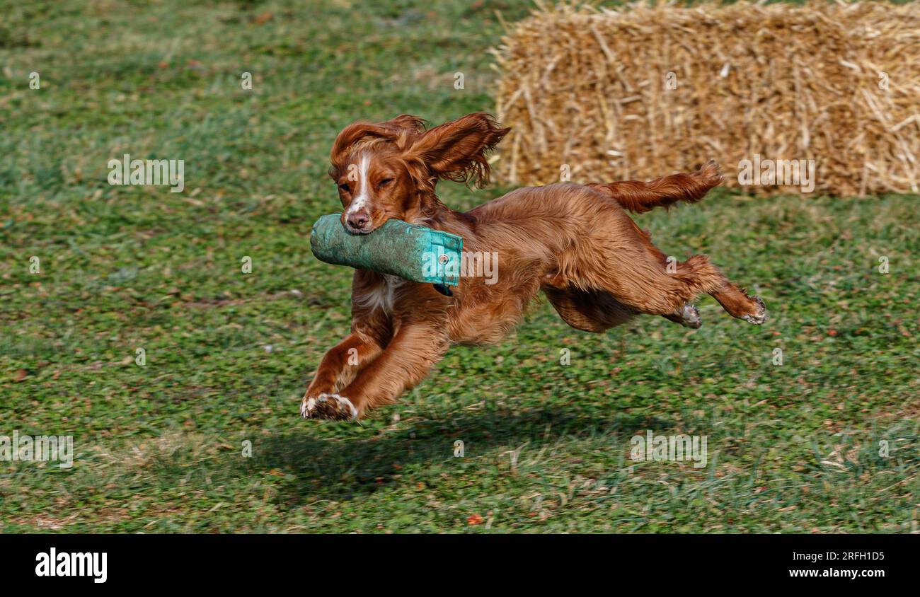 Gundog scurry hi-res stock photography and images - Alamy