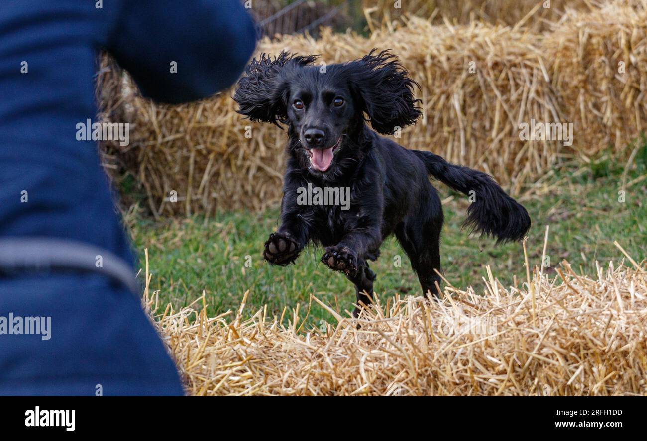 Gundog scurry hi-res stock photography and images - Alamy