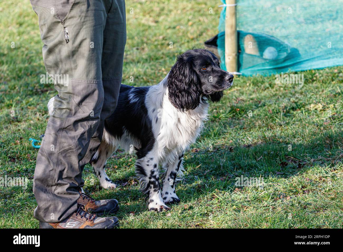 Working Springer and Cocker Spaniels gun dog training session ...
