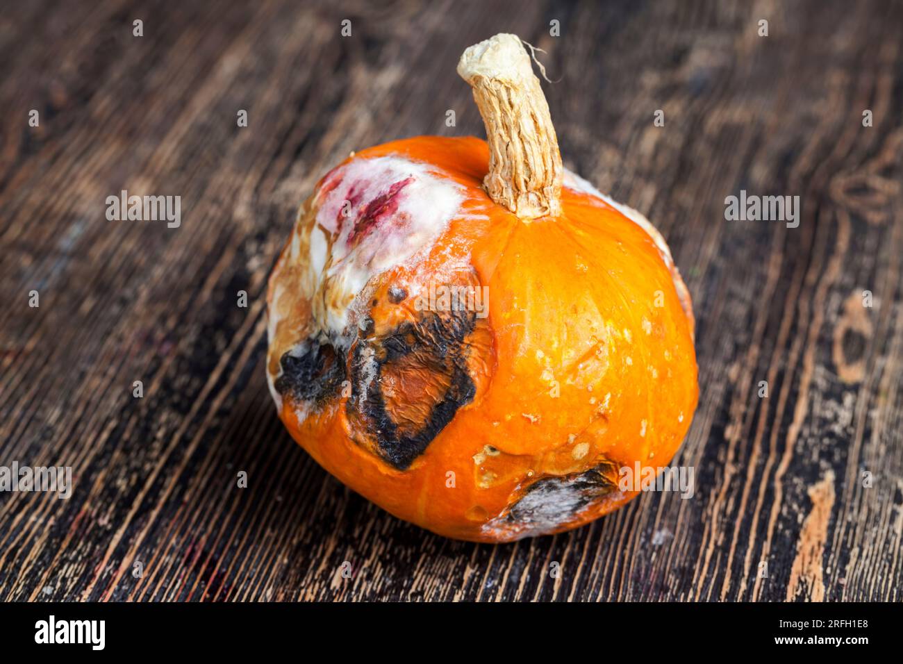 the pumpkin is spoiled and covered with a large amount of mold and ...