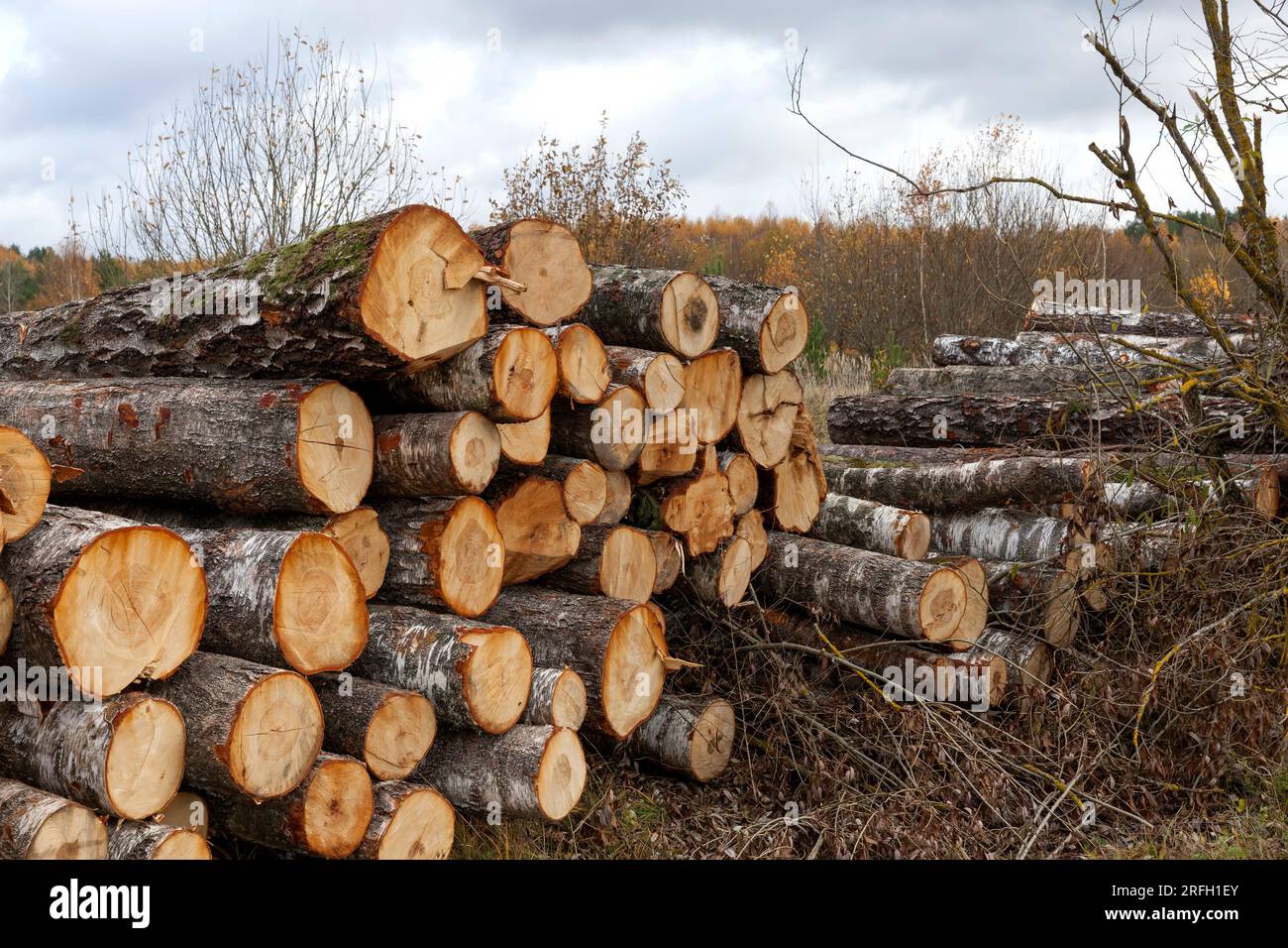 wood harvesting in the forest, felled and sawn trees that are used for ...