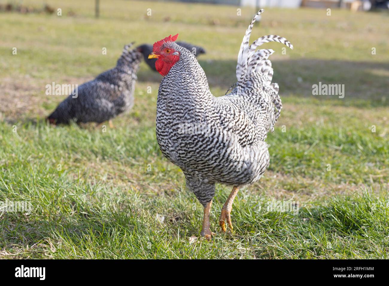 Dominique chicken rooster standding guard with two hens eating behind ...