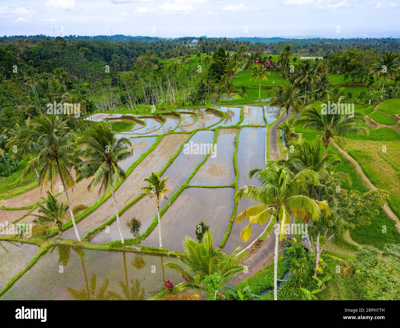 Rice paddy field landscape in Indonesia. Drone image of rice terrace ...