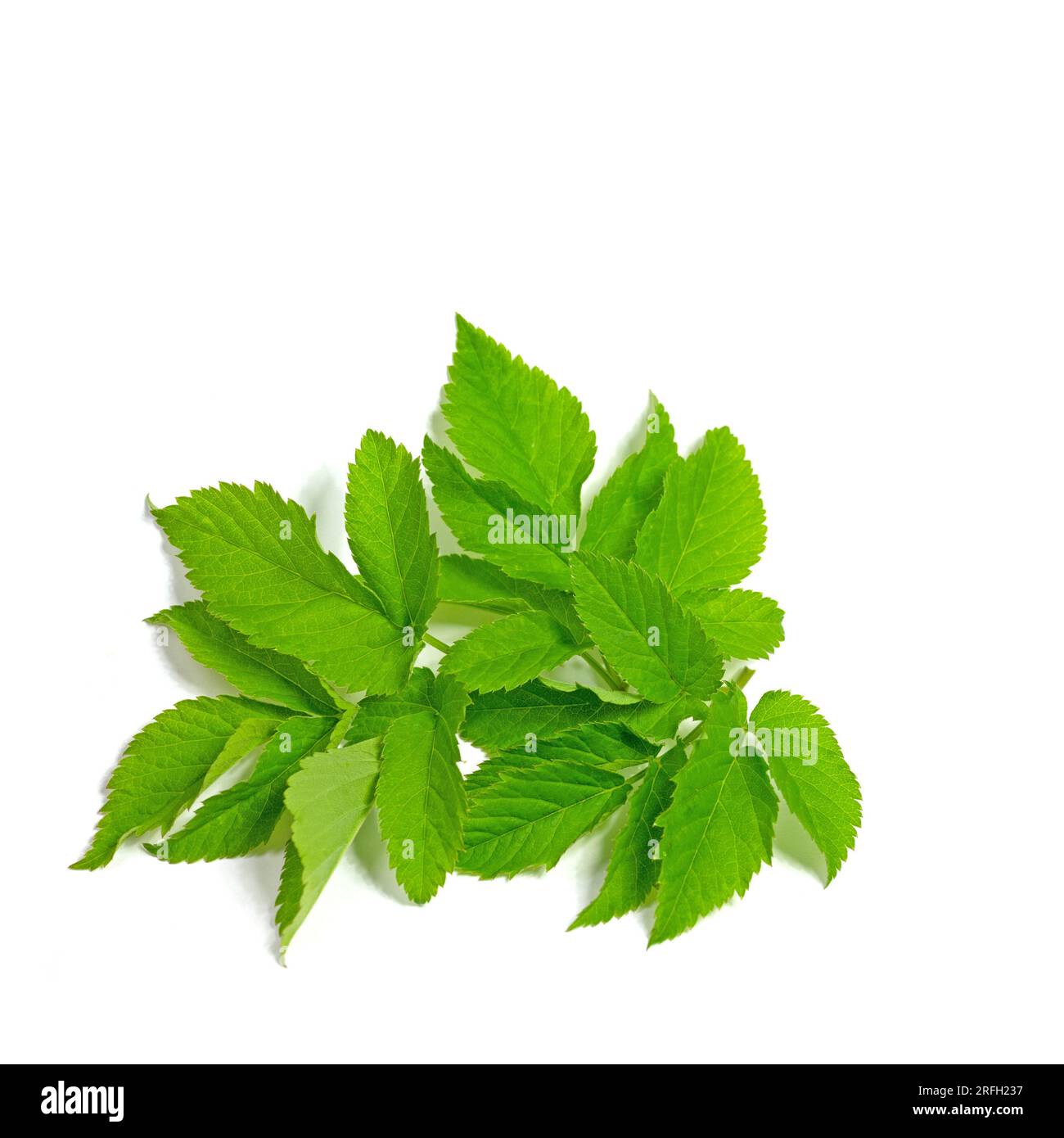 Ground elder, Aegopodium podagraria, isolated against white background ...