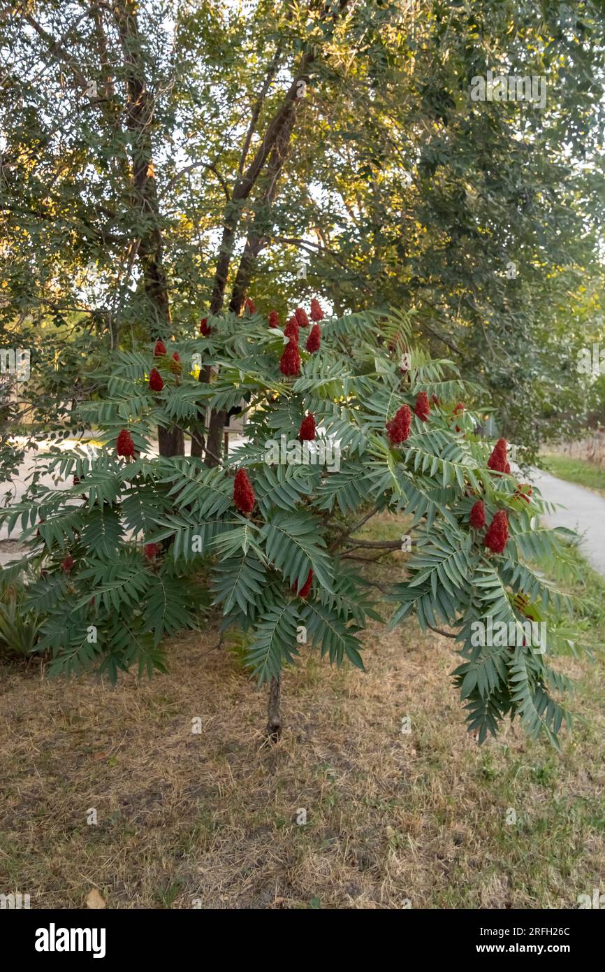 Rhus typhina, deciduous shrub or small tree Stock Photo - Alamy