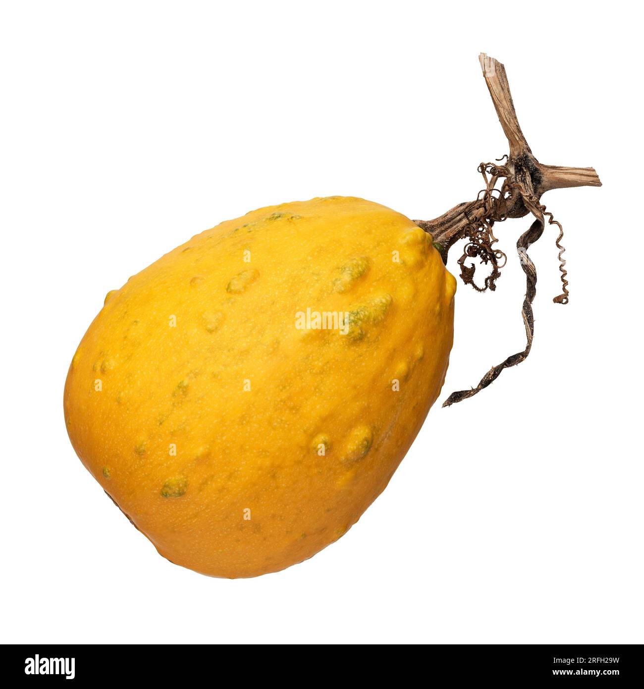 Yellow Decorative Gourds Isolated on White Background Stock Photo - Alamy