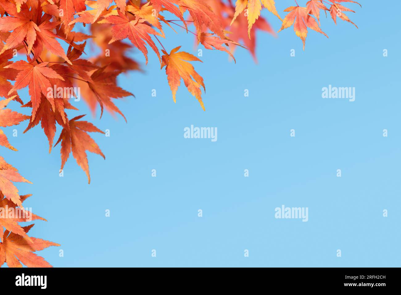 Fall Background with Japanese Maple Branches Against the Blue Sky with ...